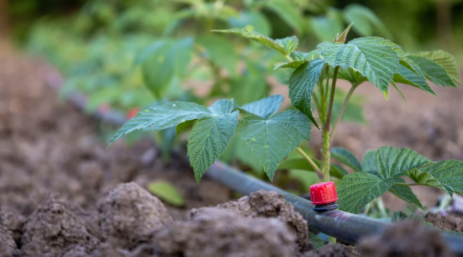 Landscaping | Irrigation | Filtration | Water & Landscape Solutions